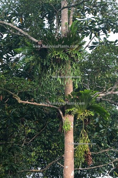 Staghorn Platycerium Fern Wild in Malaysia - Malaysia Plants