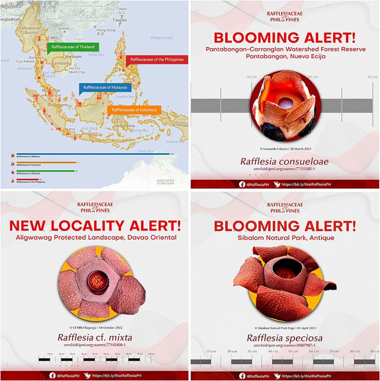 Rafflesia Flowers are Now on the Brink of Extinction - Malaysia Plants